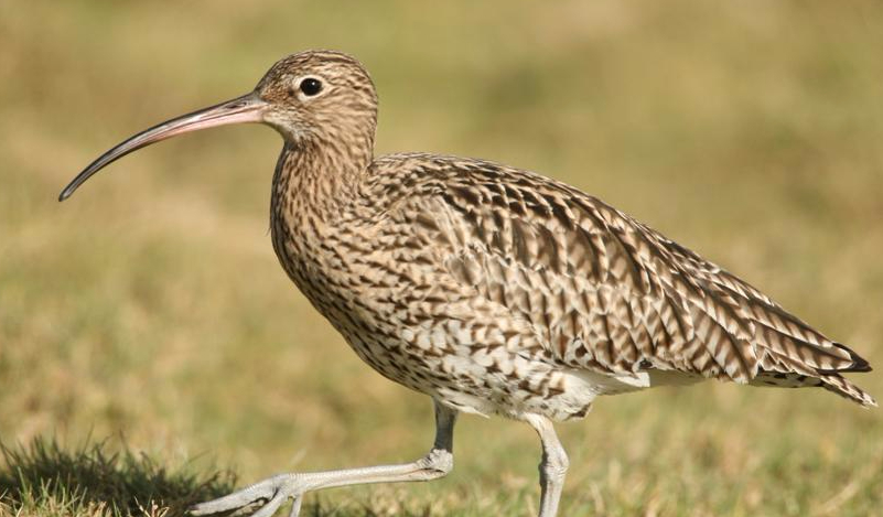 Is the haunting curlew’s cry set to fade forever in the Irish landscape ...