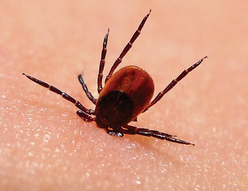 Lyme Disease – Science Spinning