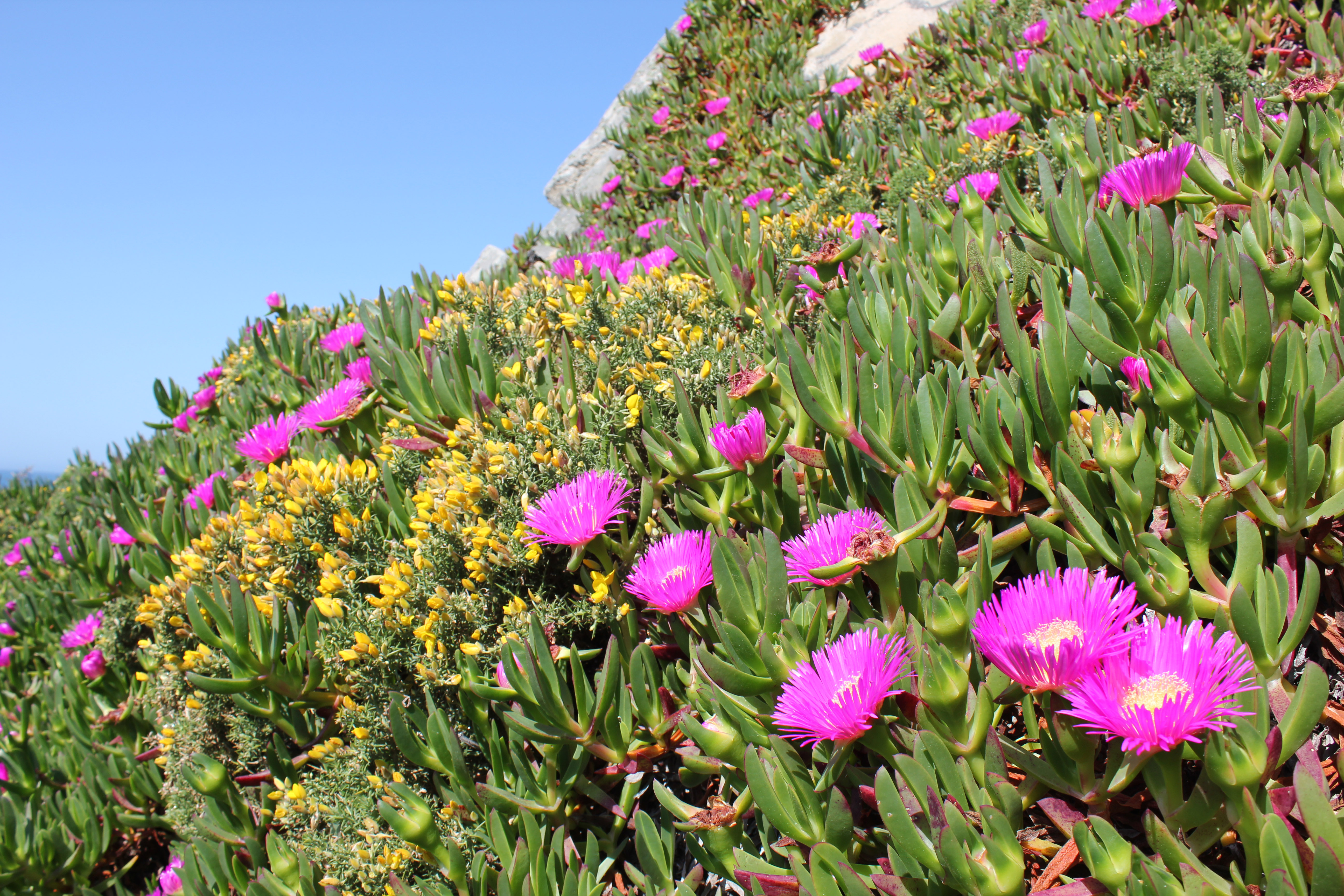 ‘Highly harmful’ invasive species tracked by citizen scientists using ...